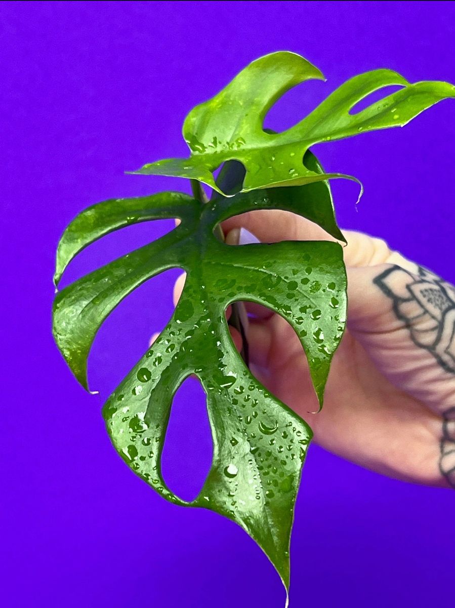 Mini Monstera Cutting With A Single Node Rhaphidophora Tetrasperma Mini Monstera Cutting With A Single Node Rhaphidophora Tetrasperma
